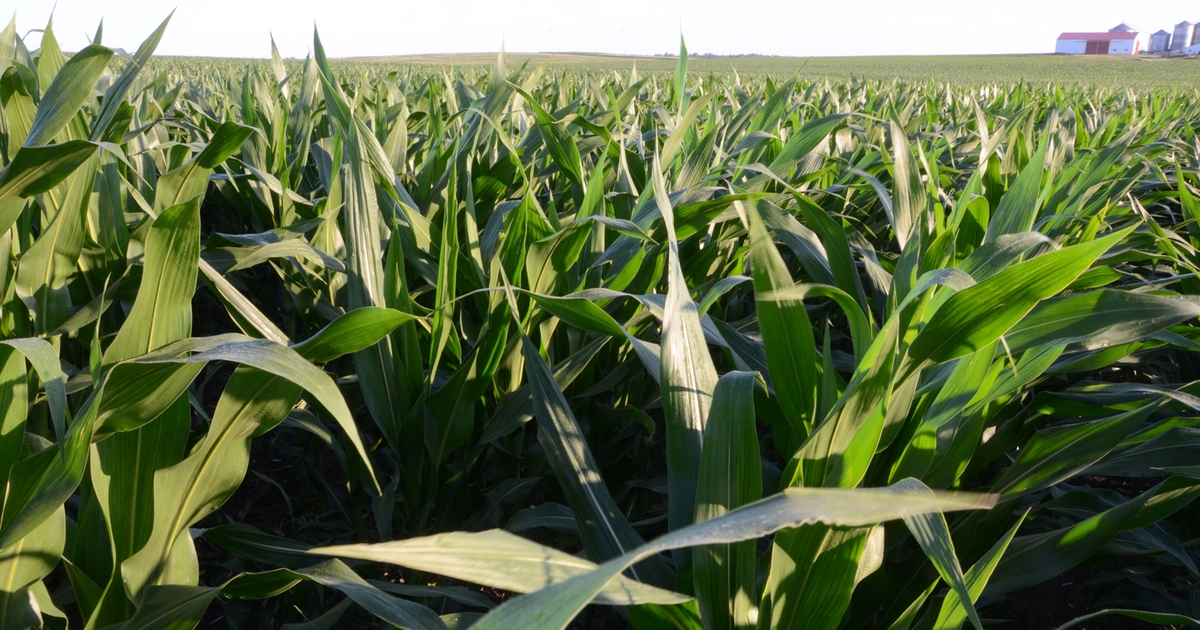 Are corn nematodes lurking in your field?