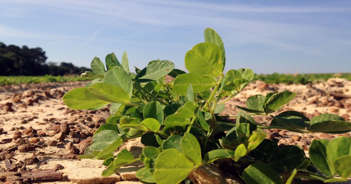 Acid headache: Common mistakes reduce peanut profits