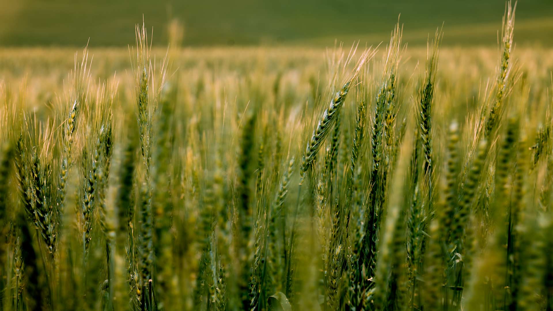Stay clean with optimum wheat weed control