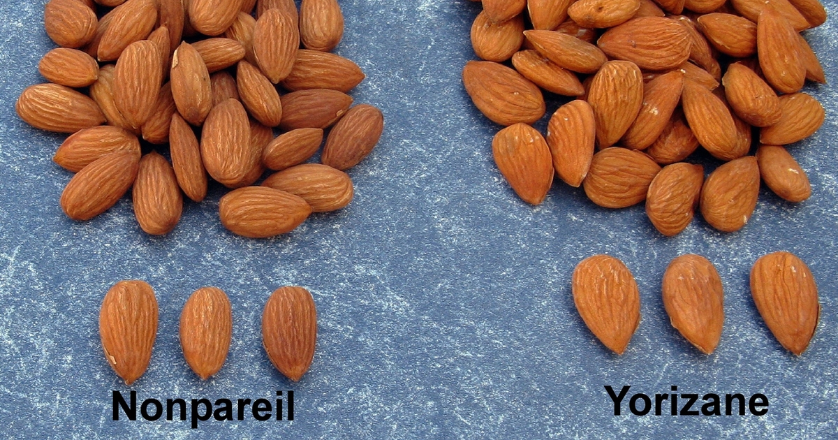 New year to bring new almond variety