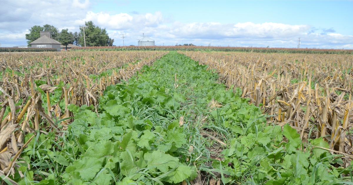 Interseeding cover crops: What the research shows