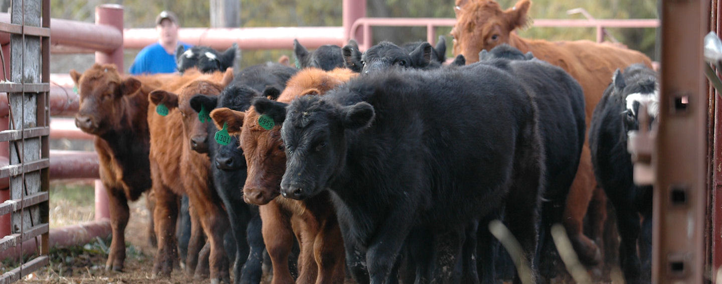 5 tips to decrease calf stress at weaning