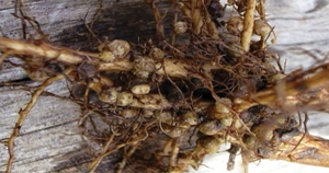 Investing in inoculants | Farm Progress