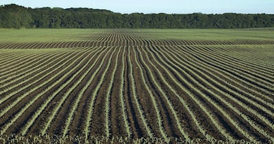 How important is uniform emergence of corn?