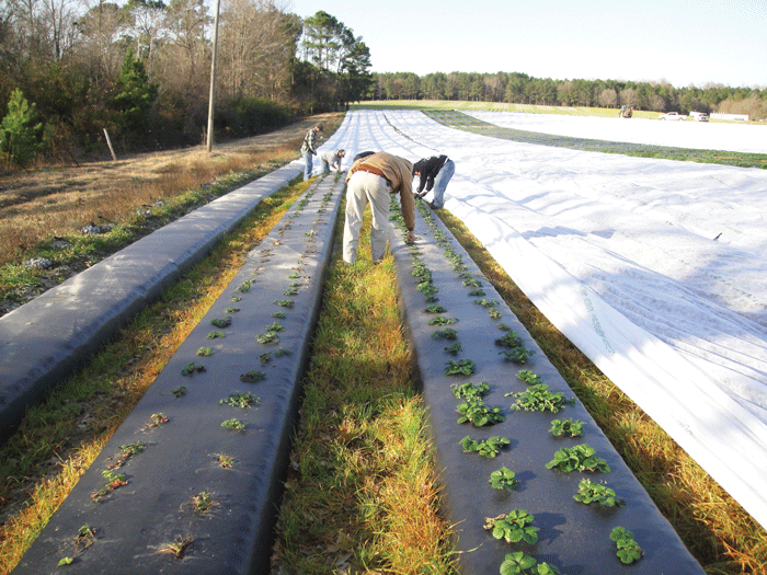 Row covers gaining popularity in strawberry production | Farm Progress