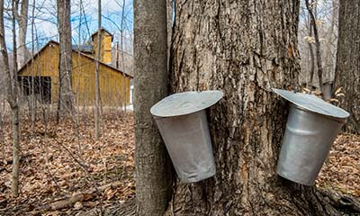 Cartel flexes maple syrup muscle in battling Black Market sales