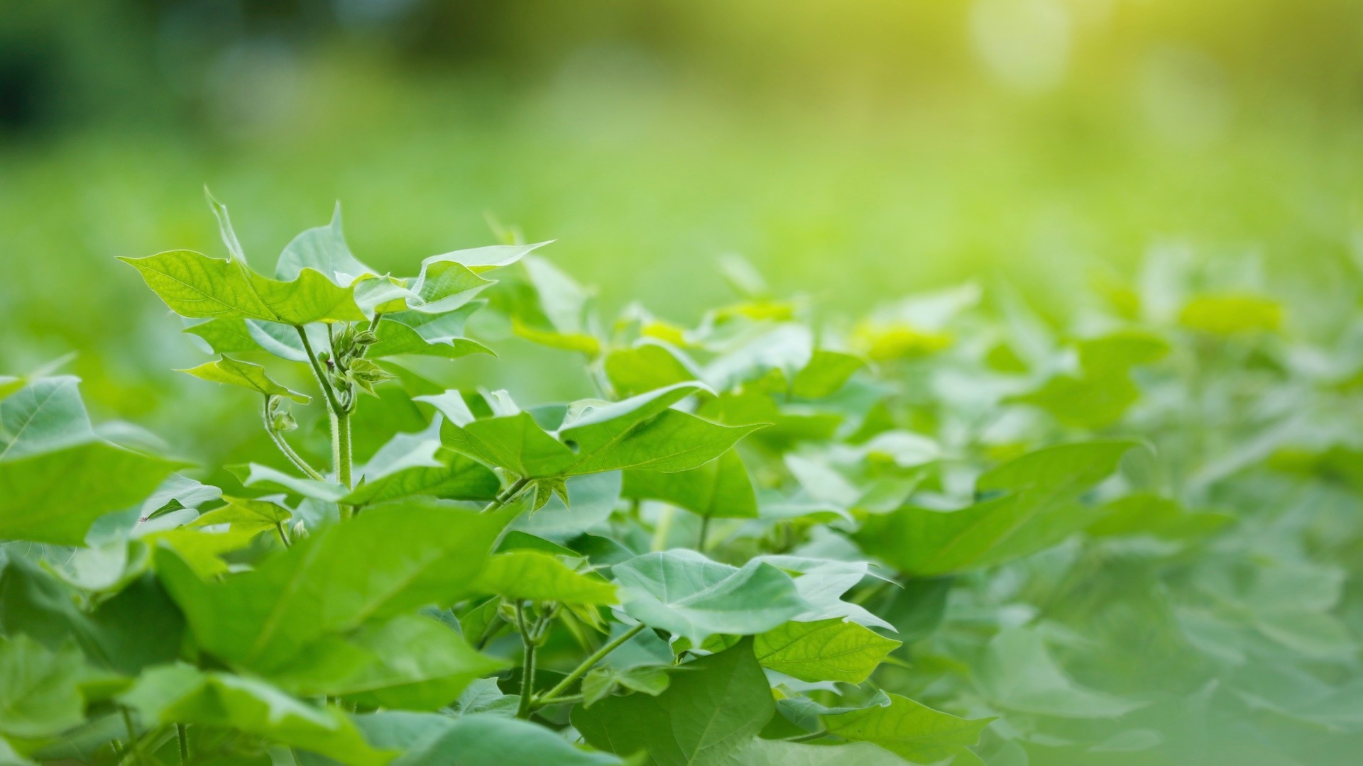 Potassium management tips for cotton