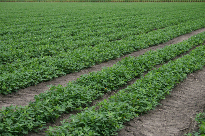 Twin rows, planting date begin countdown to peanut profits | Farm Progress