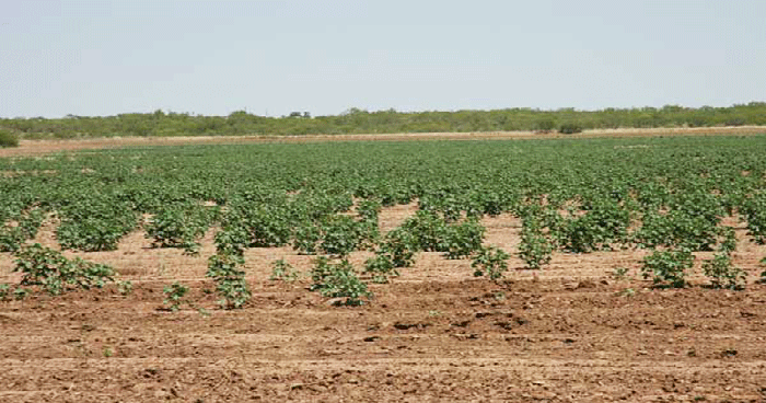 Texas ag drought losses reach record $5.2 billion | Farm Progress