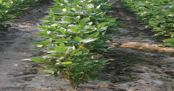 Soybeans remain good option for Alabama growers | Farm Progress