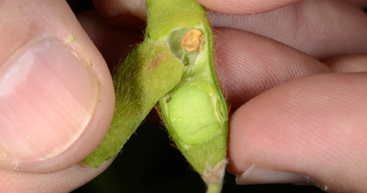 Still time for pests to ruin dreams of high soybean yields