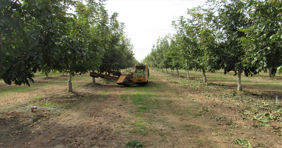 How late is too late for shaking trees for final orchard sanitation?