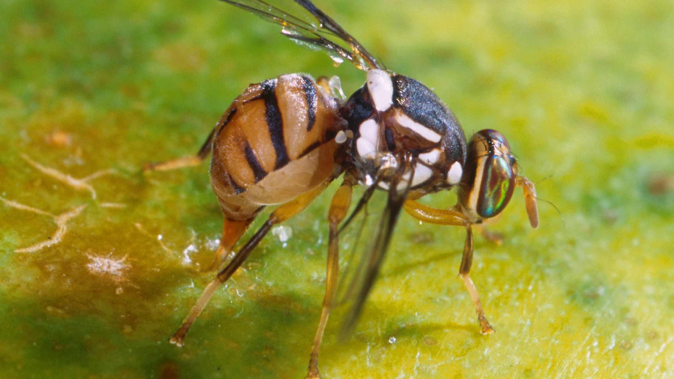 Fruit removals begin in quarantine zones
