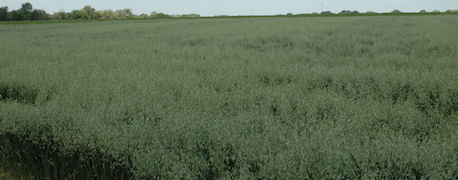Boost Hay, Grain Supplies For Cattle By Planting Oats