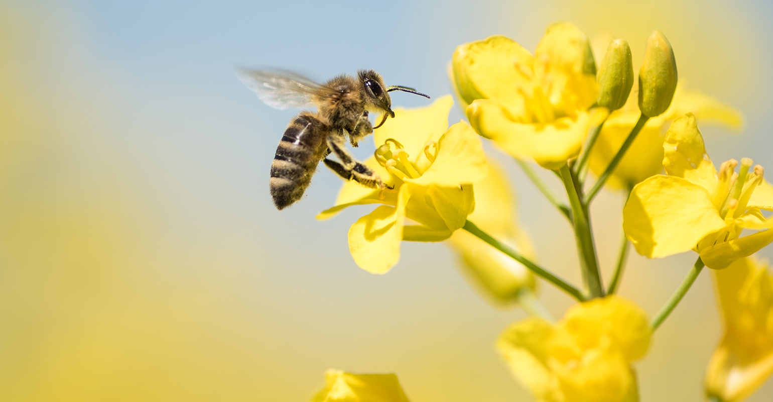 MDA seeks comments on BMPs for 'neonic'-treated seed