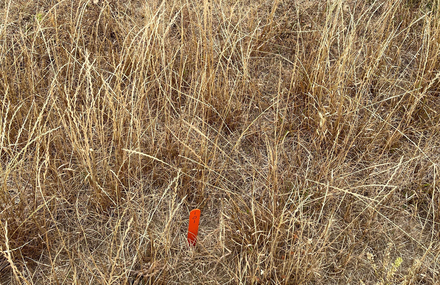 Glyphosate-resistant ryegrass burndown options