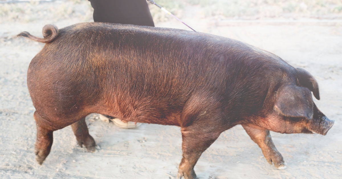 Duroc Pig Characteristics