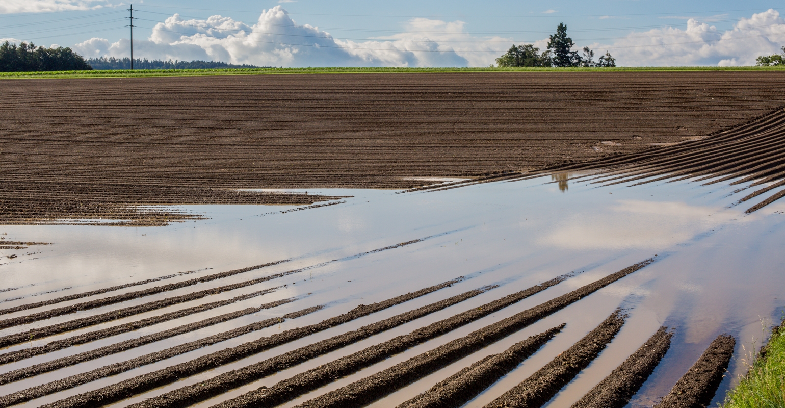 Unplanted fields pose risk to next year’s crops