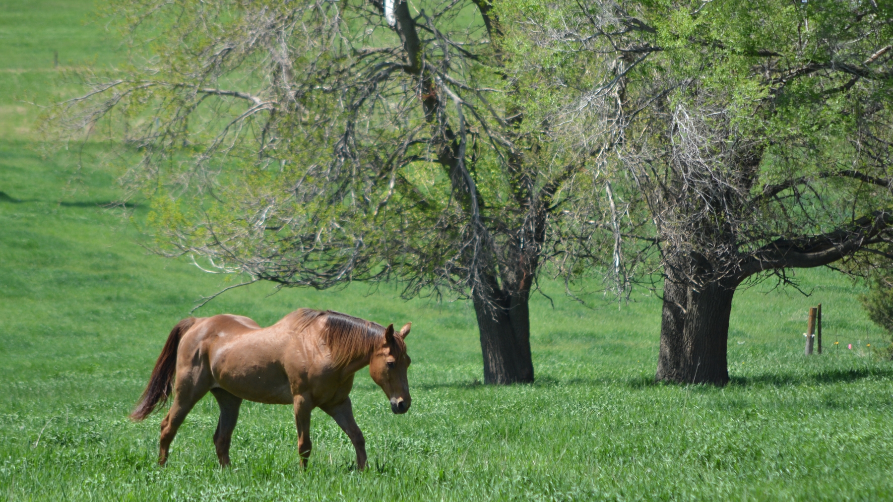 Managing horses on pasture