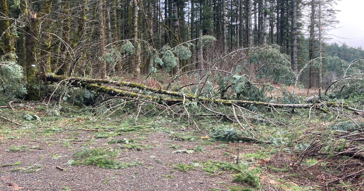 Can weather-damaged trees be saved?