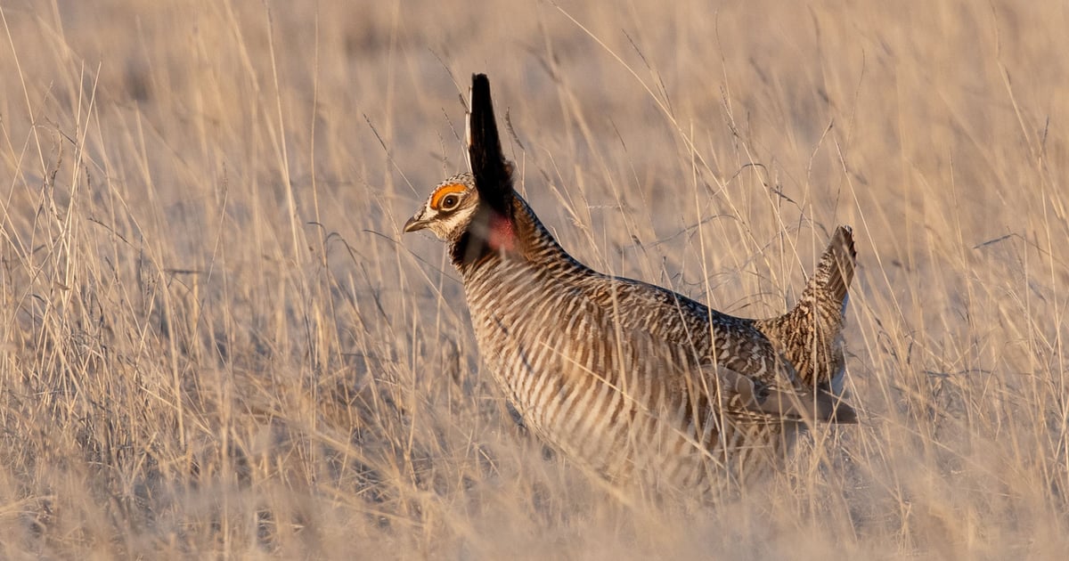 Lesser prairie chicken listed under Endangered Species Act