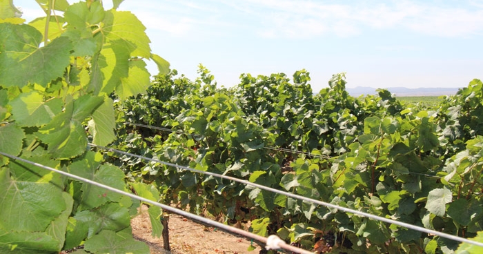 How to properly sample your vineyard when checking grape maturity