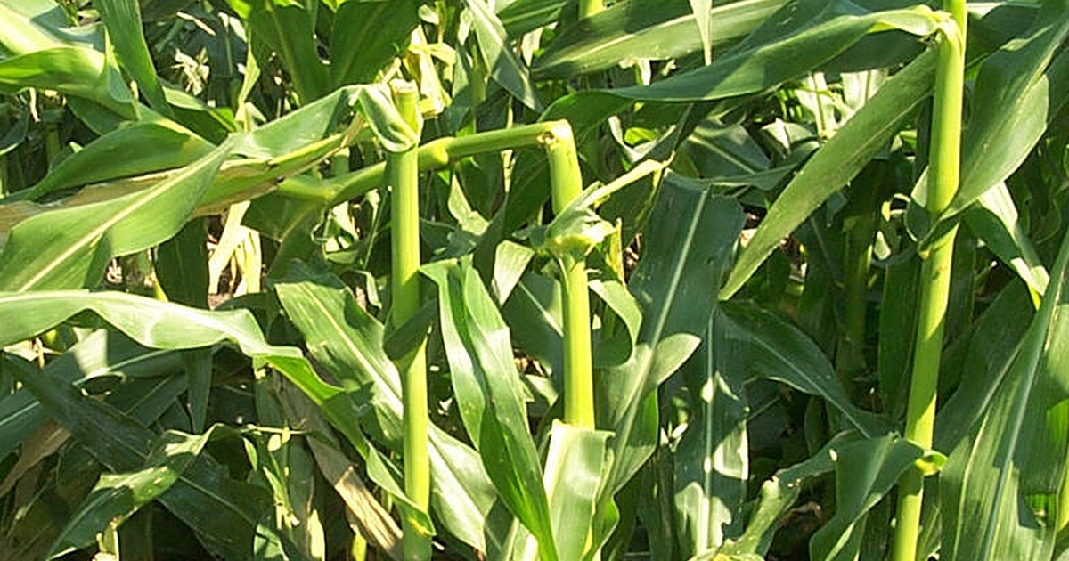 Making sense of green snap