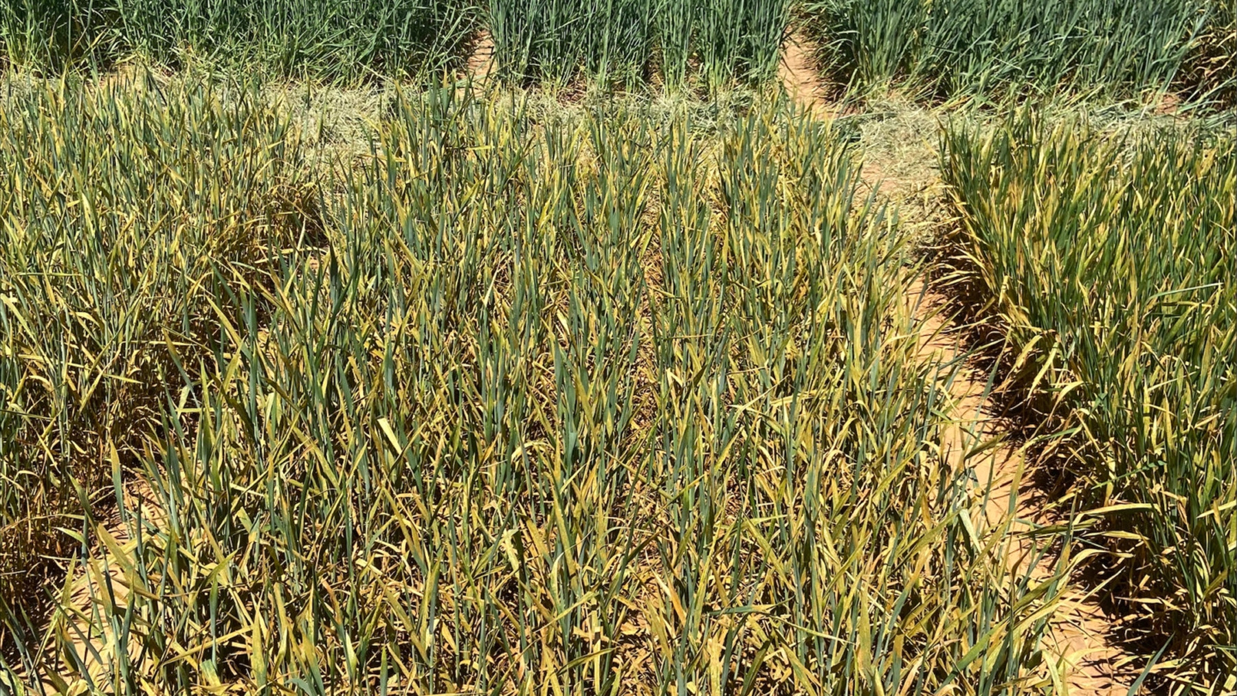 Recent videos | page 1 of 56 | Farm Progress