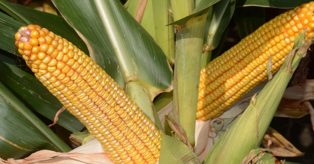 Mexico’s failure to obey the rules in biotech