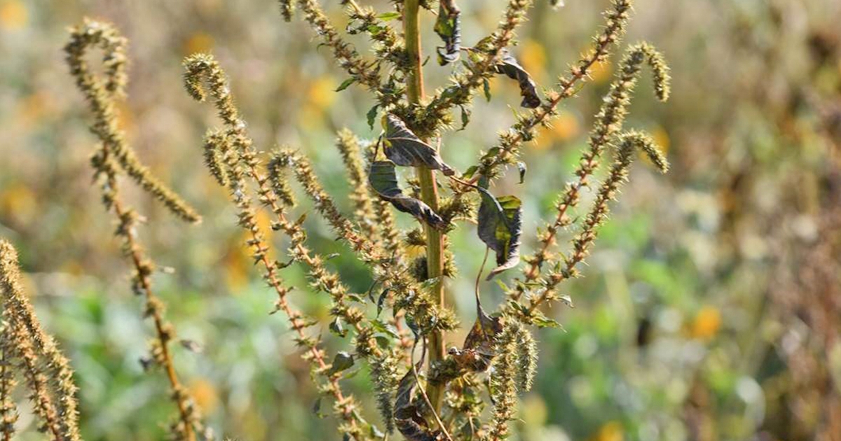 Palmer amaranth found in 3rd Minnesota county