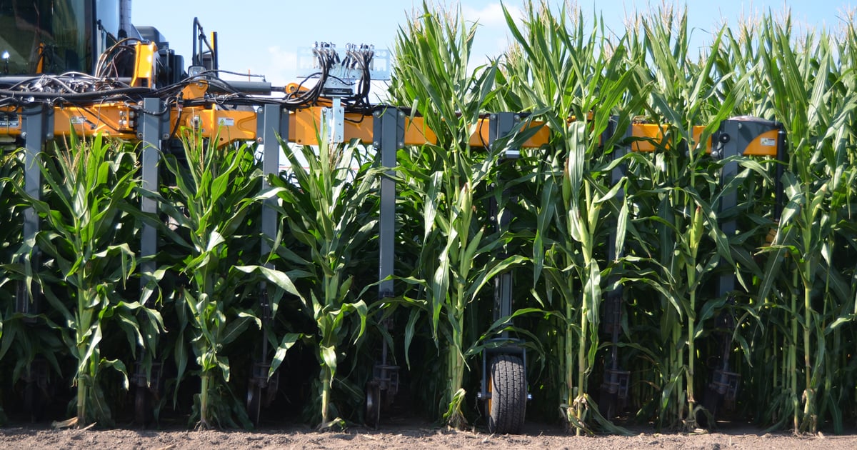 Short-stature corn could lead to more sustainable future