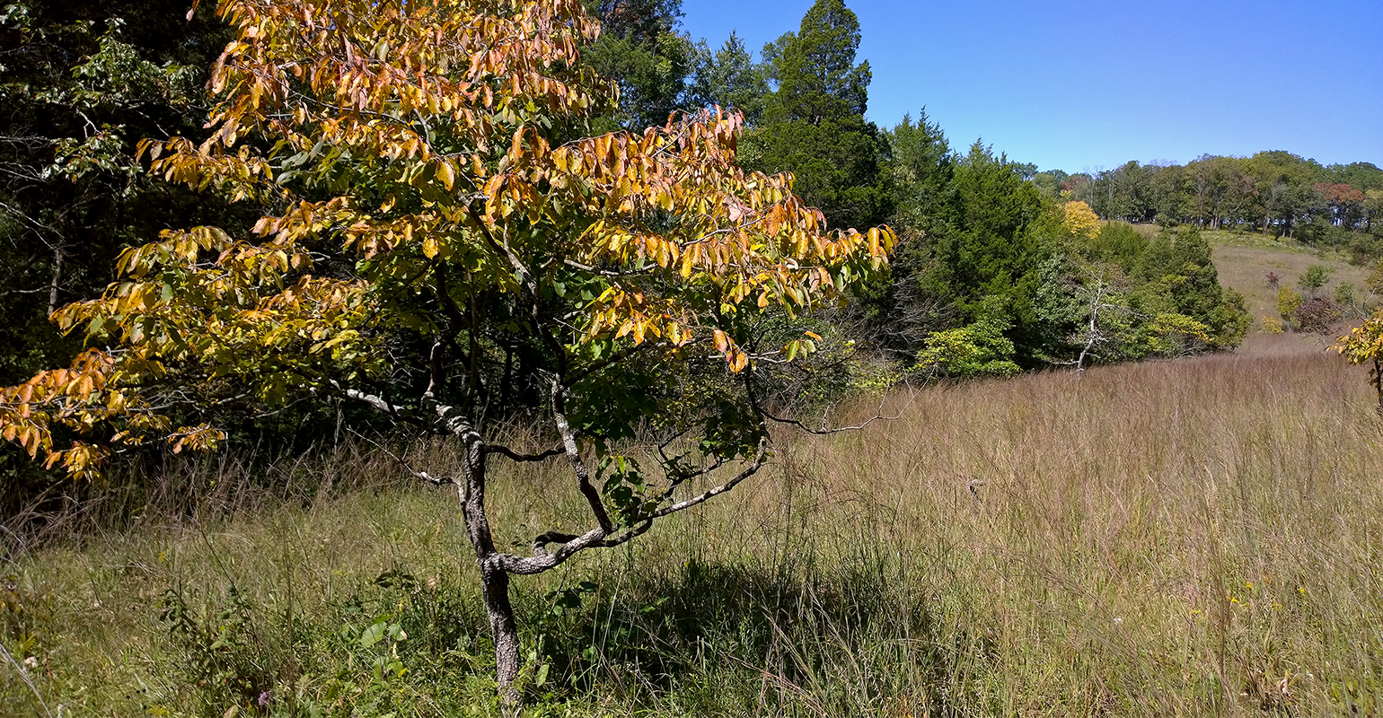 A plan for persimmon pudding