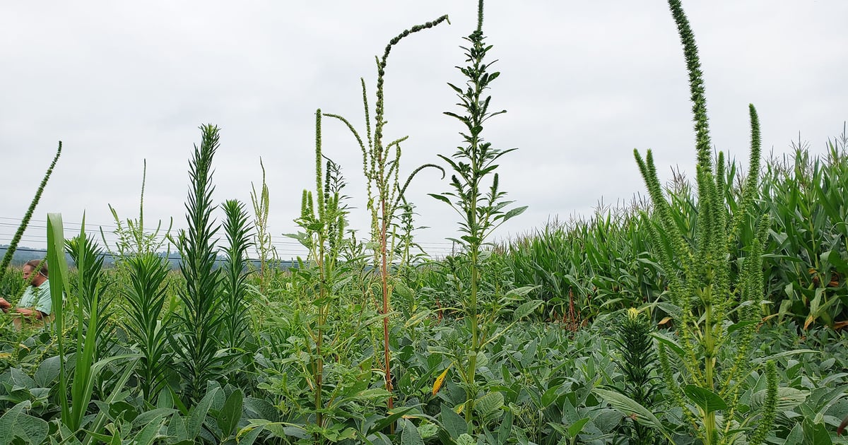 Weed management checklist for crop planning