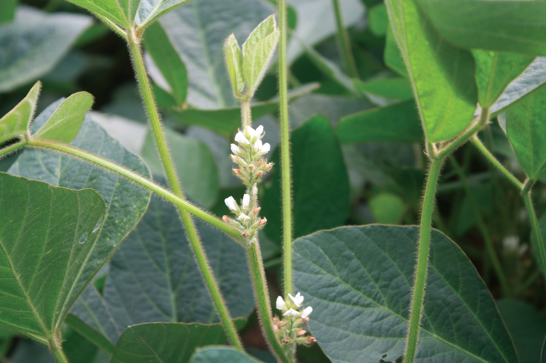 Soybean Agronomy 101: It starts with seed choice