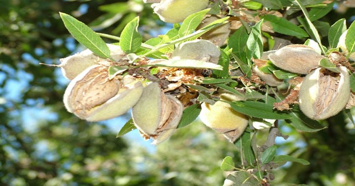Almond industry future looks strong | Farm Progress