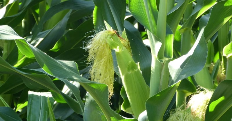 Thoughts on why the corn bulls are optimistic