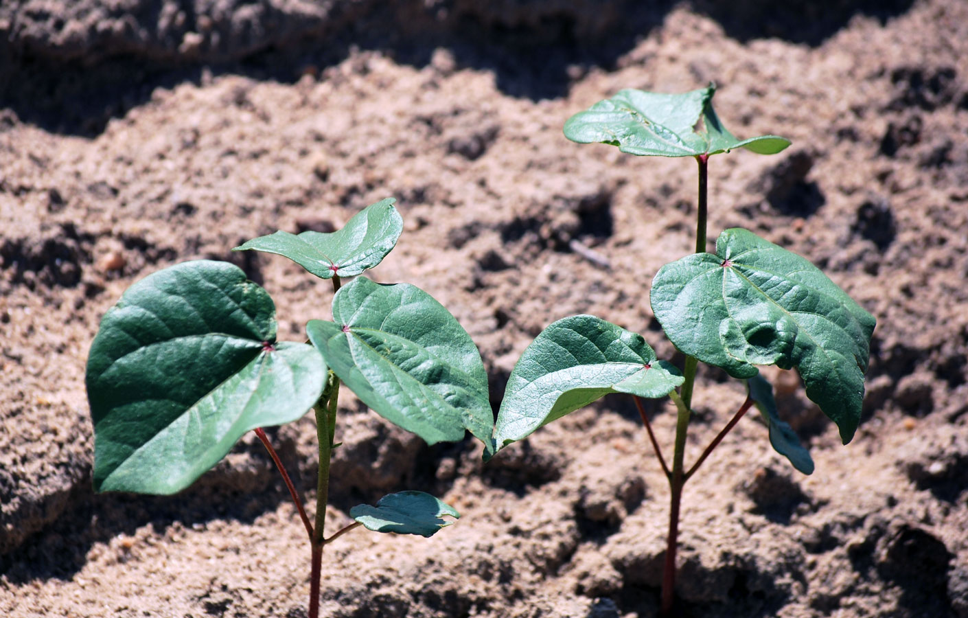 When to spray for thrips on cotton