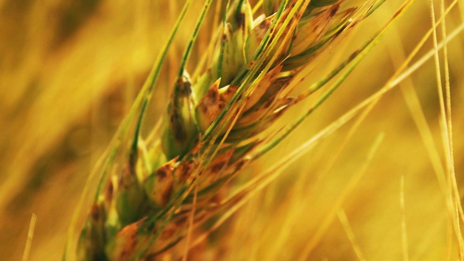 Researchers study feasibility of organic wheat