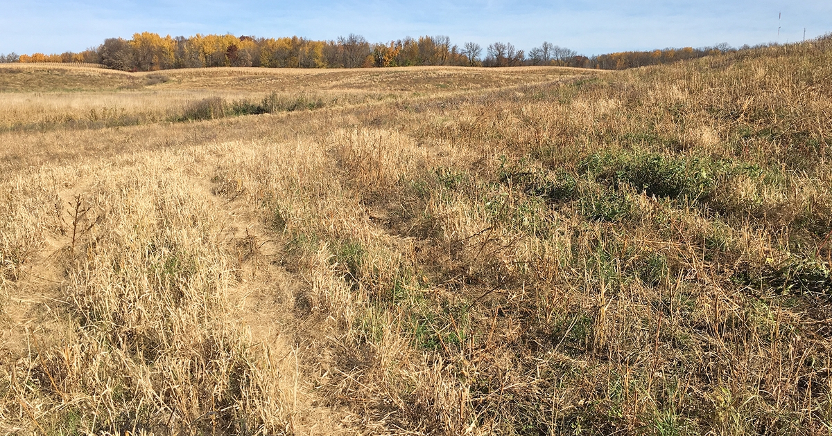 Palmer amaranth found in Douglas County