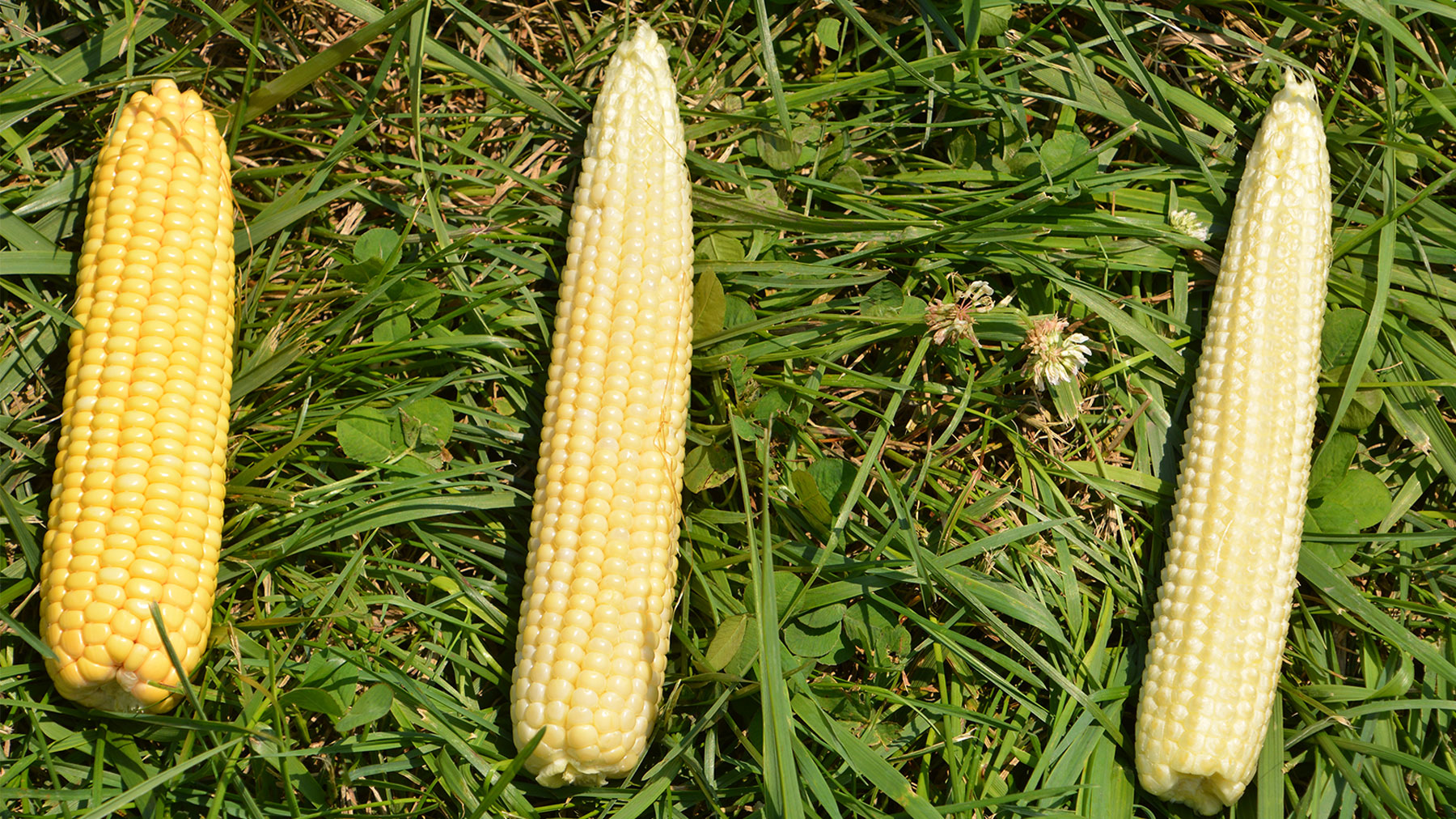 Planting date study reveals differences in corn, beans