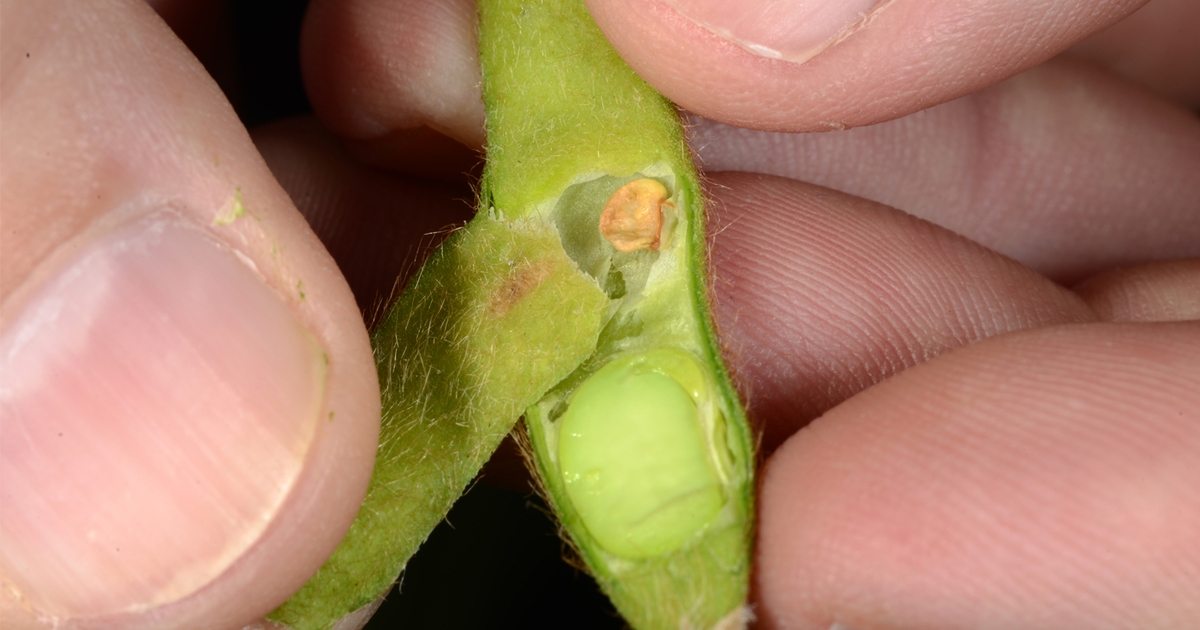 8 factors to consider before planting beans after beans