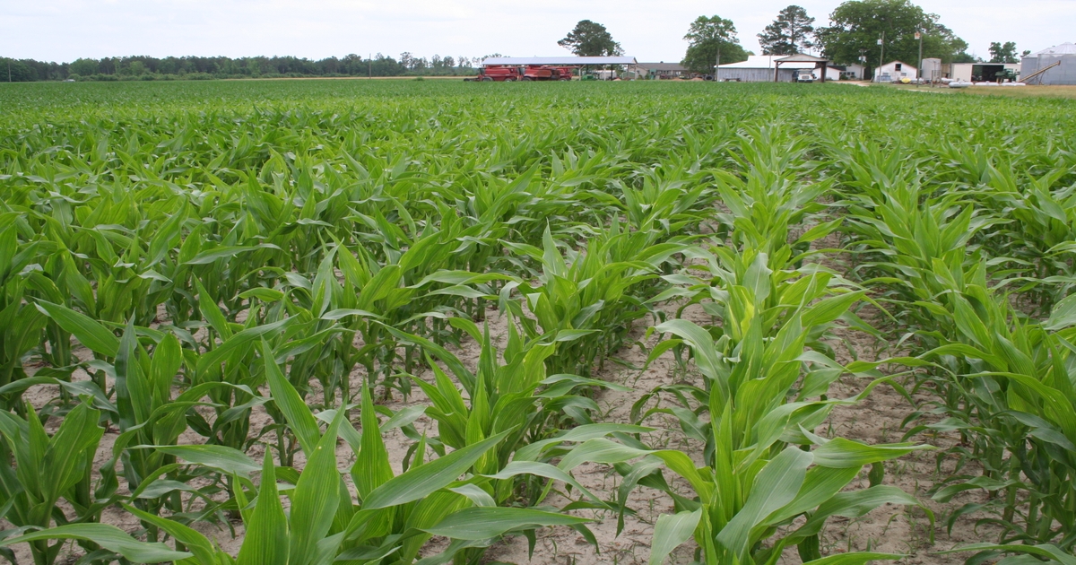 Failure to start clean a big problem in corn weed control