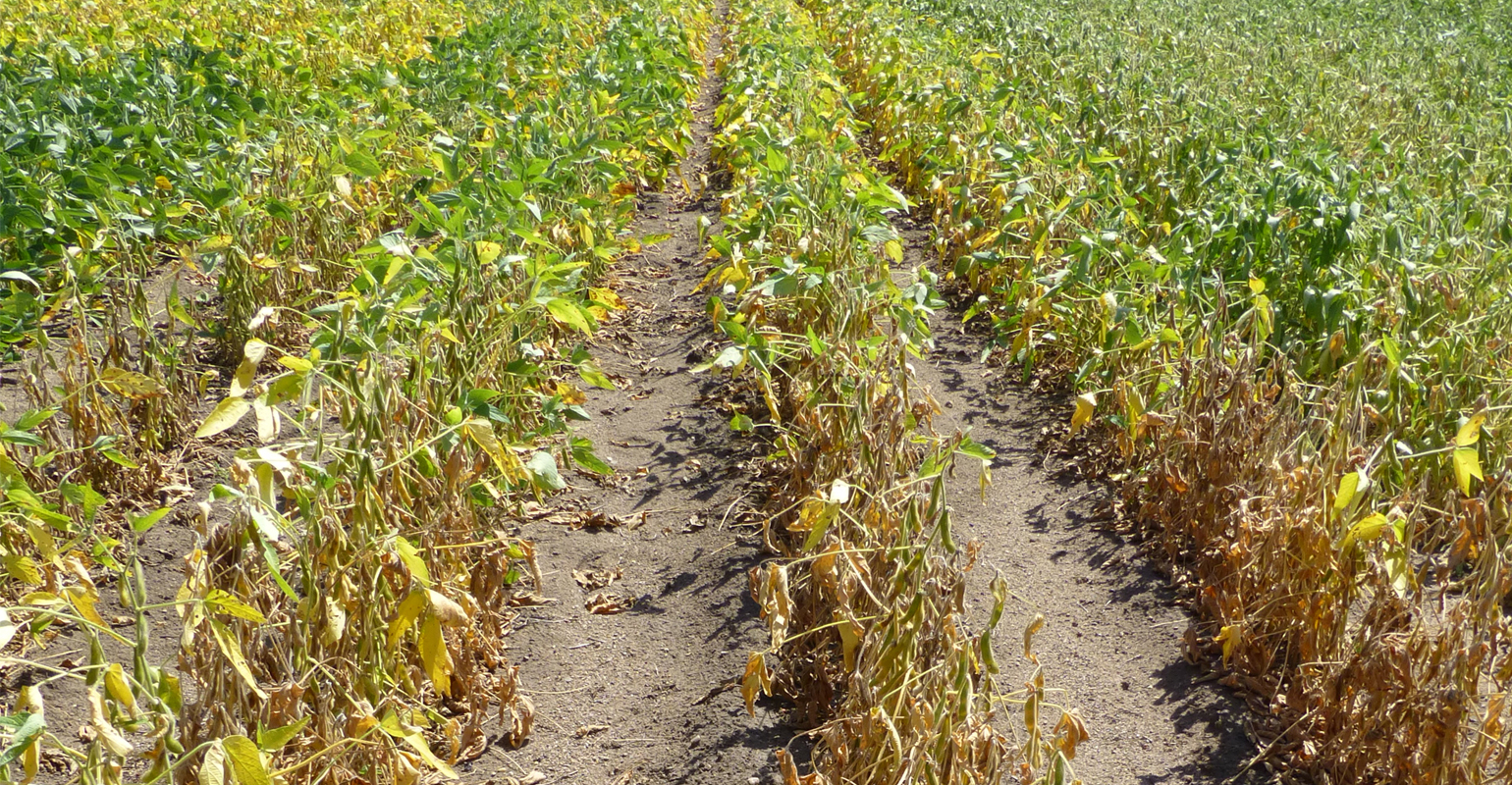 Identifying late-season soybean issues