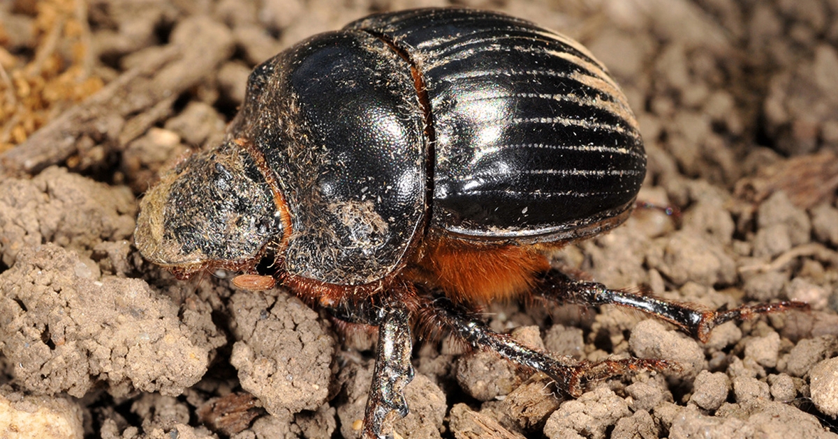 Insects: Friend or foe?