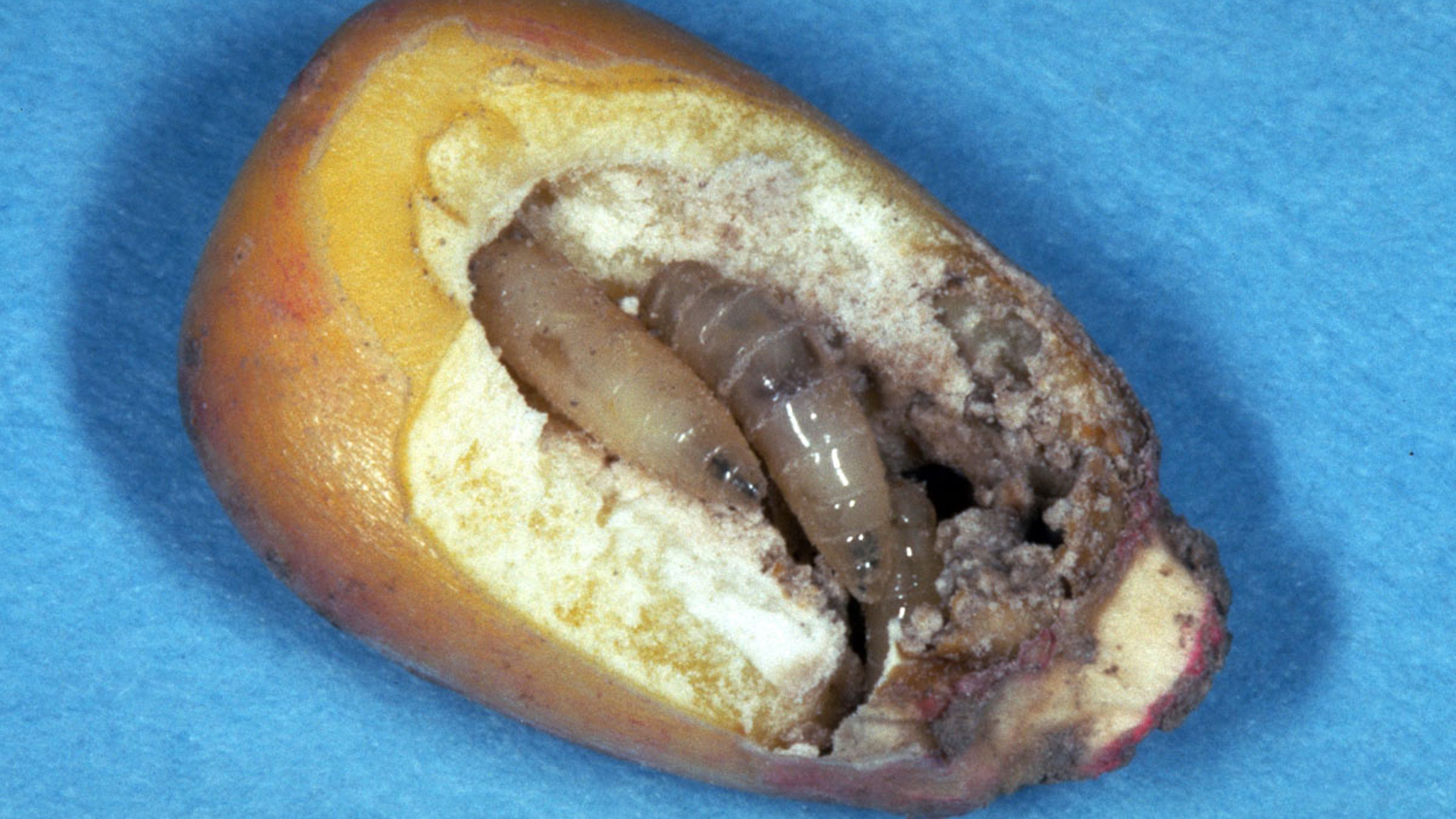Be ready for seed-corn maggots