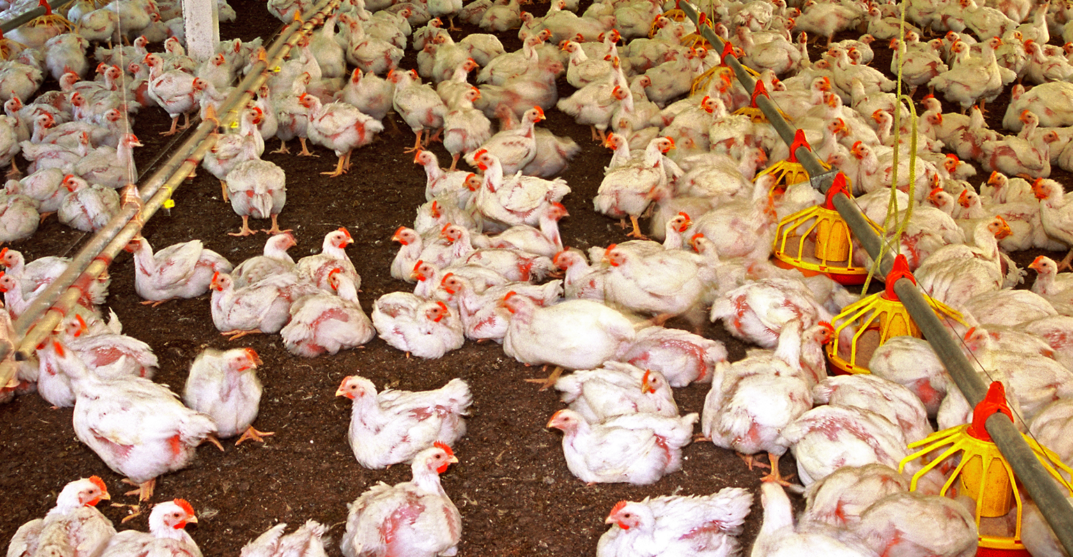 Costco facility could redefine farm-to-fork