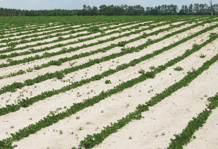 Peanut insects can be explosive issue | Farm Progress