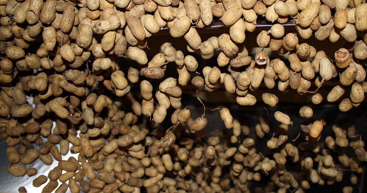USDA approves labs to test peanuts headed to Europe