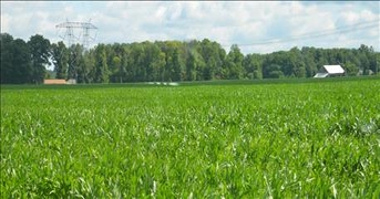 Why yield maps need ground-truthing to verify low yield causes