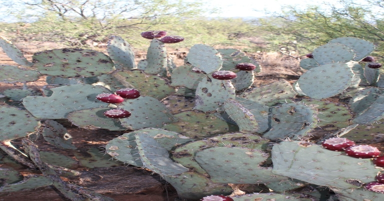 Cactus a low cost feed alternative for livestock producers